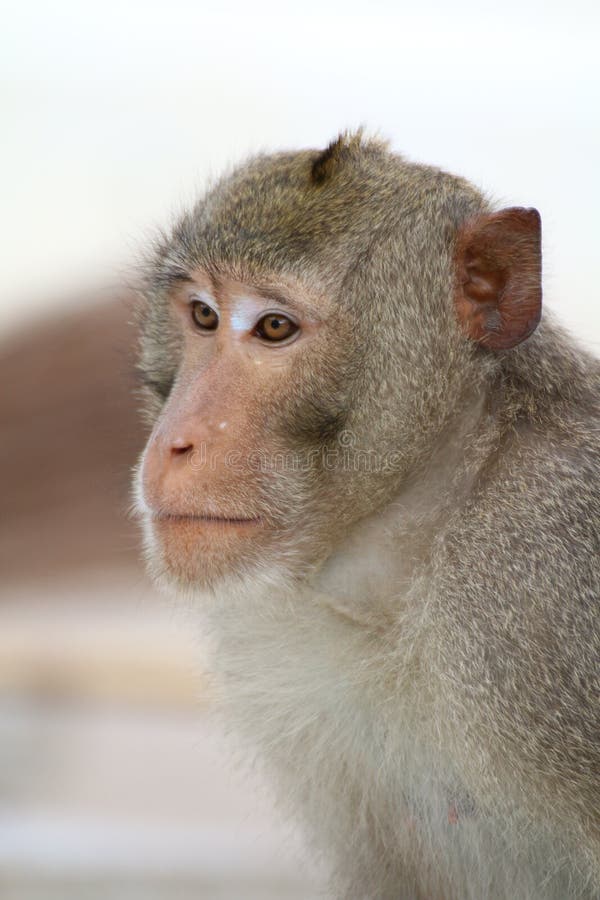 Monkey, Monkey Face Portrait, Jungle Monkey Close Up, Monkey Ape Stock ...