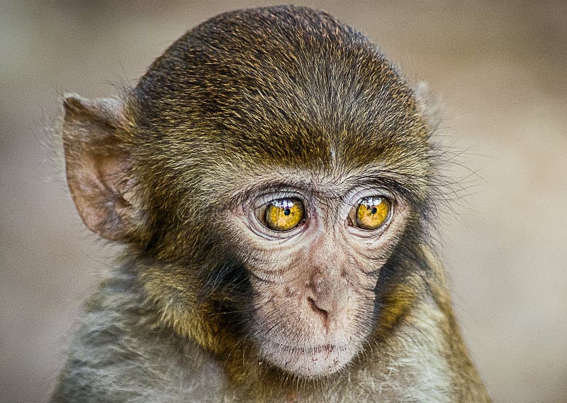 Monkey face stock image. Image of agriculture, exoskeleton - 199587961