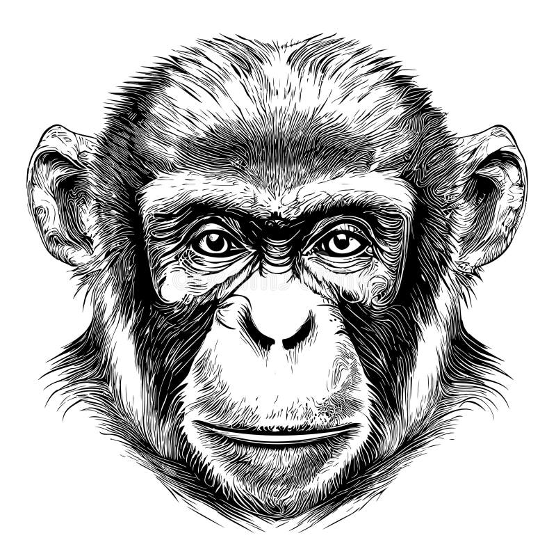 Monkey Face Sketch Hand Drawn in Doodle Style Vector Illustration Stock ...