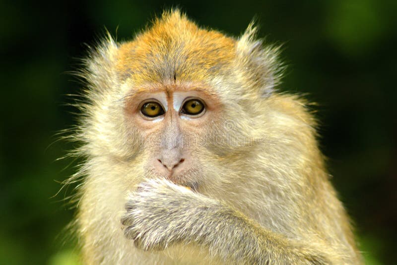 Monkey face 3 stock photo. Image of young, eyes, cute - 96032852