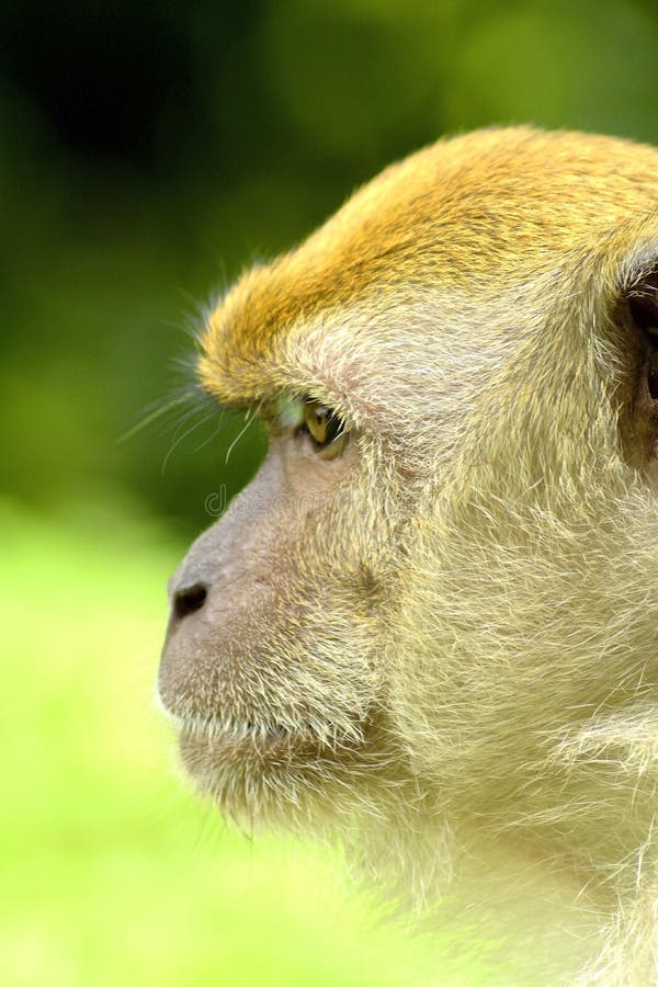 Monkey Face Stock Photos - Download 48,297 Royalty Free Photos