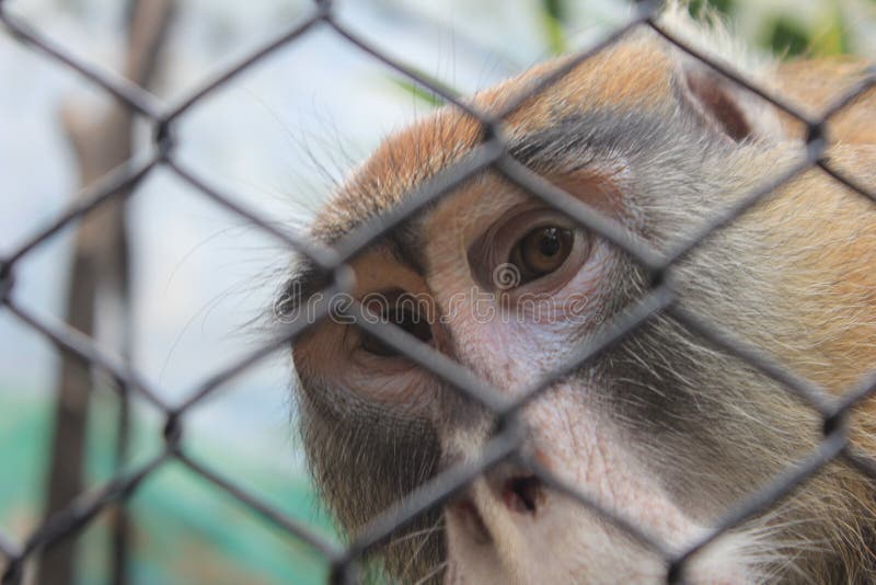 Monkey Faces Close Up Angle Stock Photo - Image of primate, wildlife ...