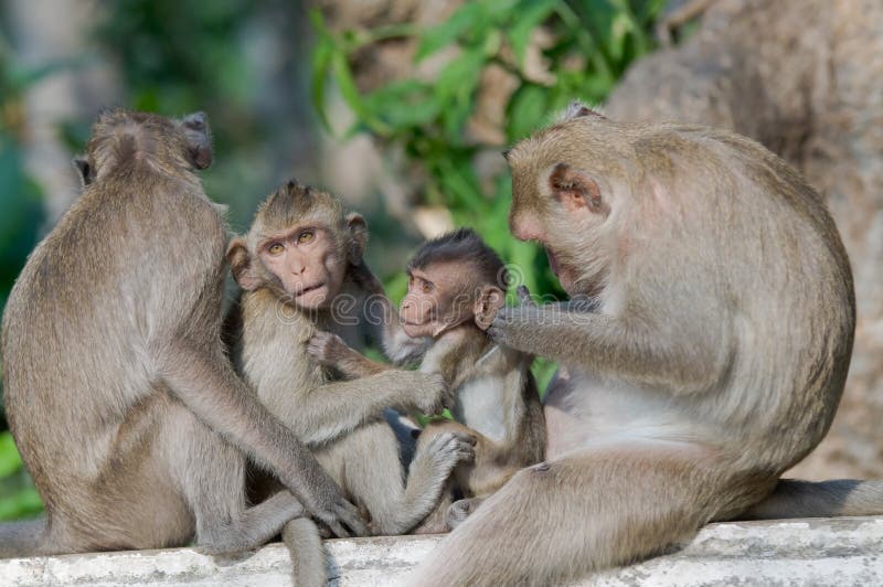 Monkey family. stock image. Image of wildlife, mother - 18171871