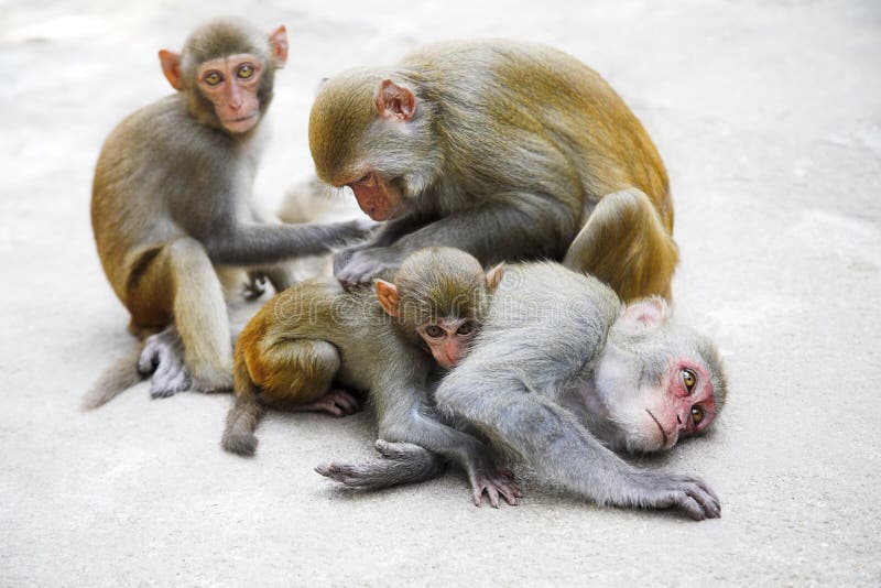 Monkey family stock photo. Image of tail, groom, nature - 18933804