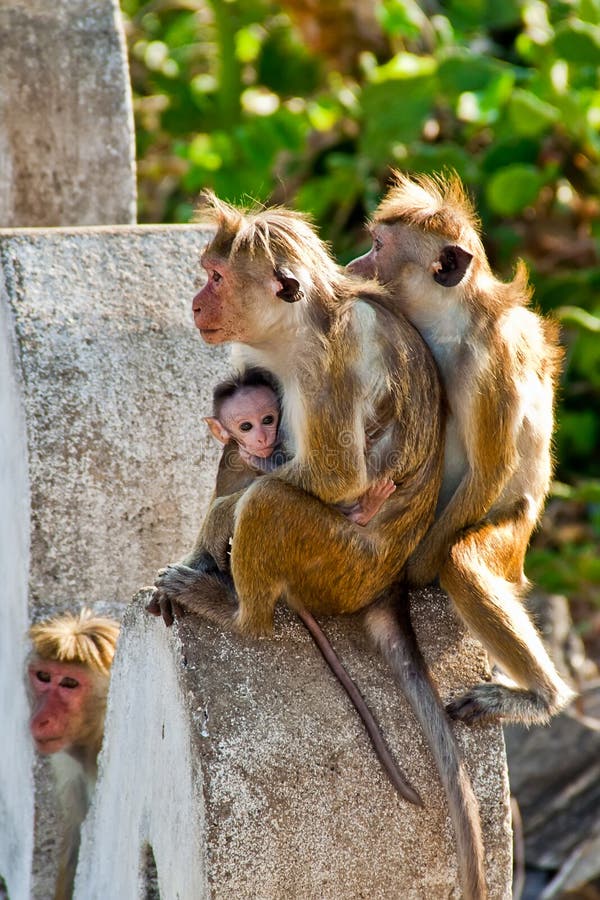 Monkey family stock photo. Image of nature, feeding, animal - 21803158