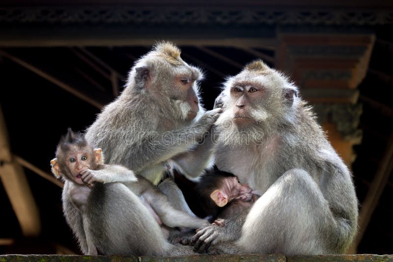 Monkey family stock photo. Image of bali, nurture, primate - 26548046