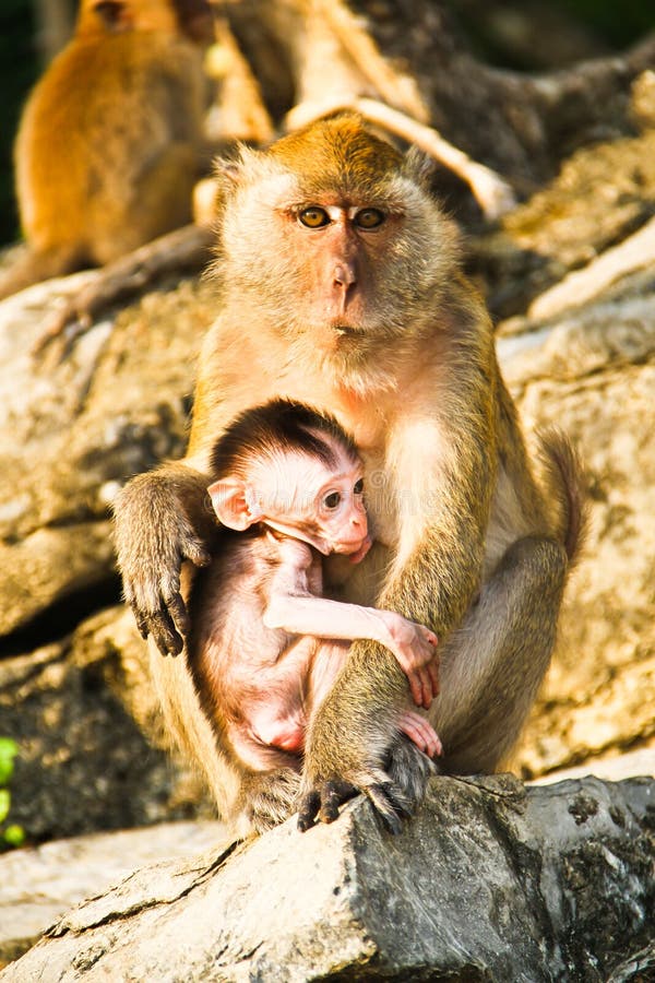 Monkey family stock image. Image of simian, female, expressive - 25889539