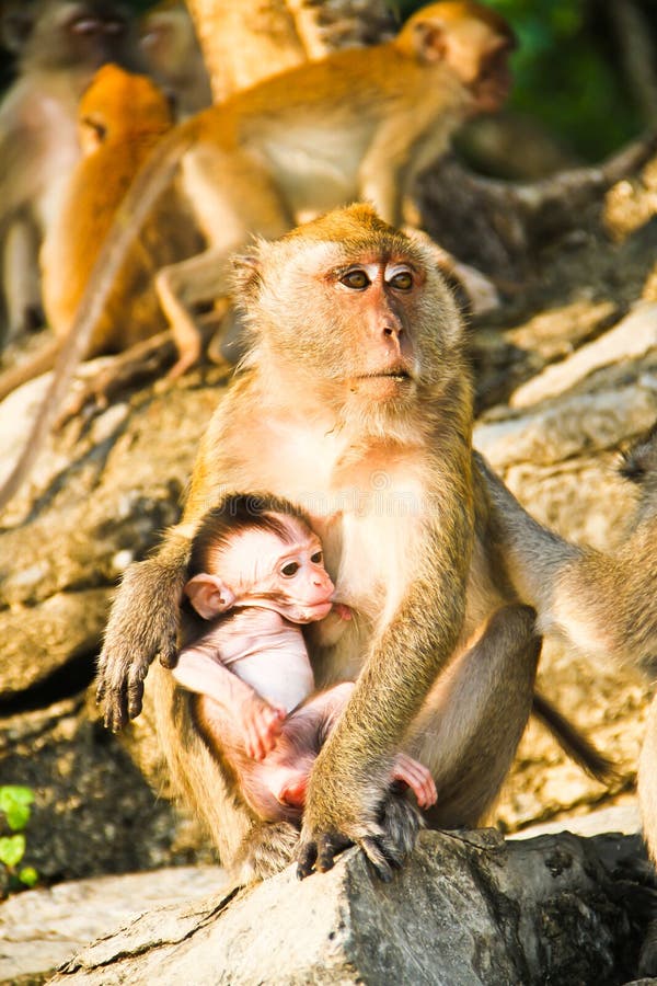 Monkey family stock image. Image of furry, krabi, hair - 25939789