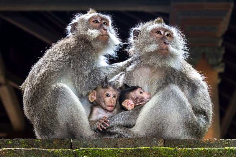Monkey family stock image. Image of flea, forest, nurture - 26895187