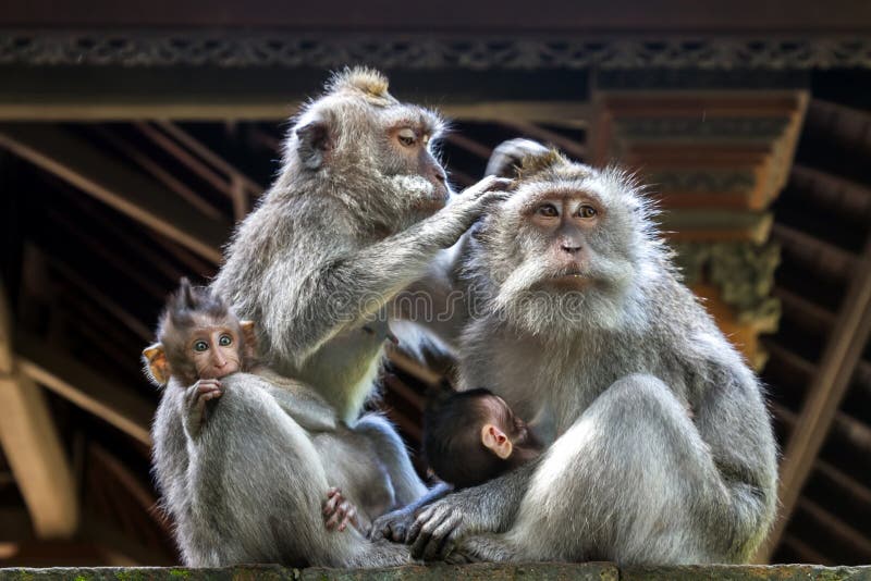 Monkey family stock image. Image of flea, forest, nurture - 26895187