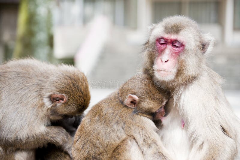 Monkey Family stock image. Image of animal, japan, macaque - 27865103