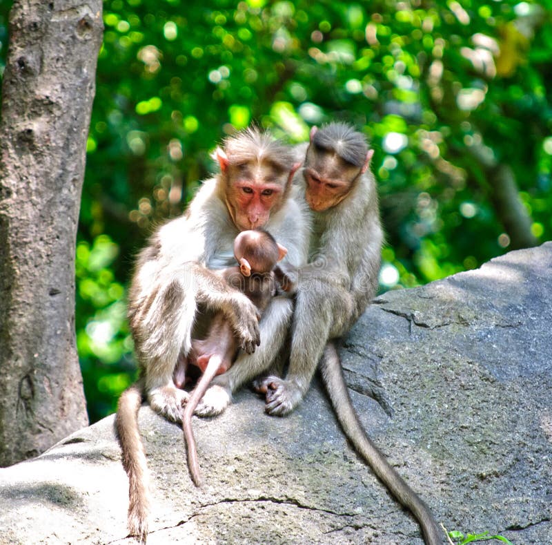 Monkey Family stock photo. Image of animal, mammal, monkey - 28445694
