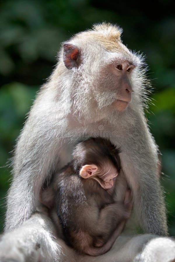The monkey family stock image. Image of asia, mother - 29301407