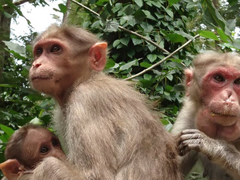 Monkey family stock photo. Image of monkeys, cute, family - 153826600
