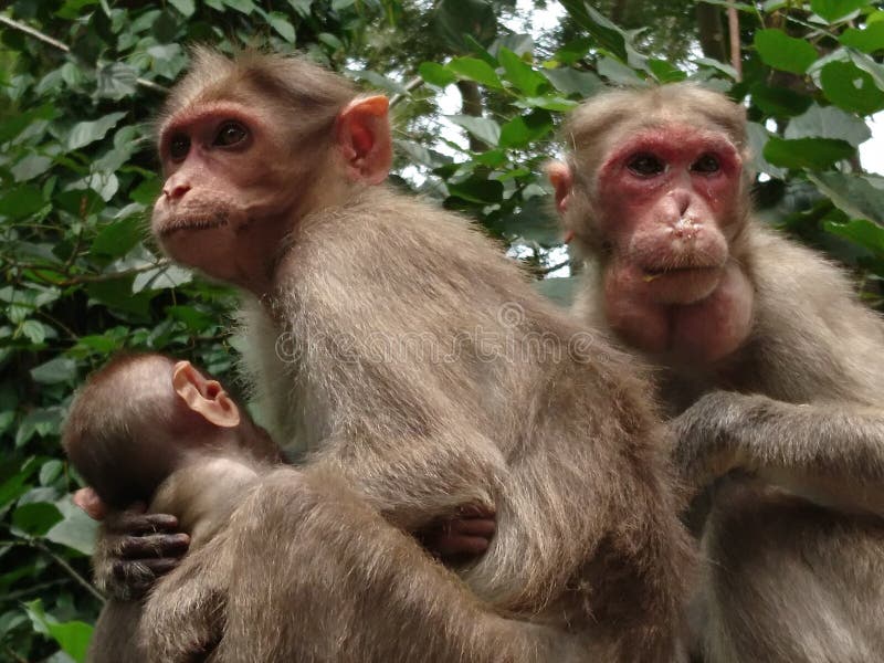 Monkey with family stock image. Image of family, wild - 153827125
