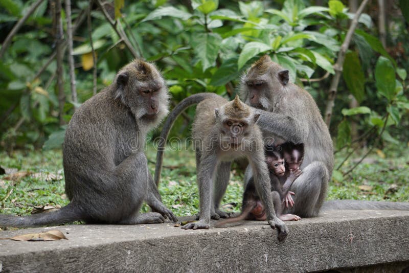 Monkey family stock image. Image of bali, jungle, indonesia - 57934483