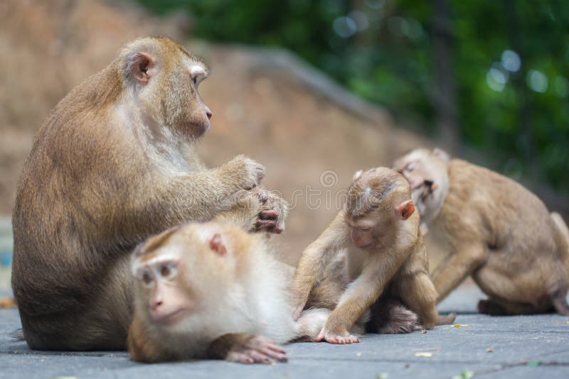 Monkey family stock photo. Image of forest, monkey, little - 60352804