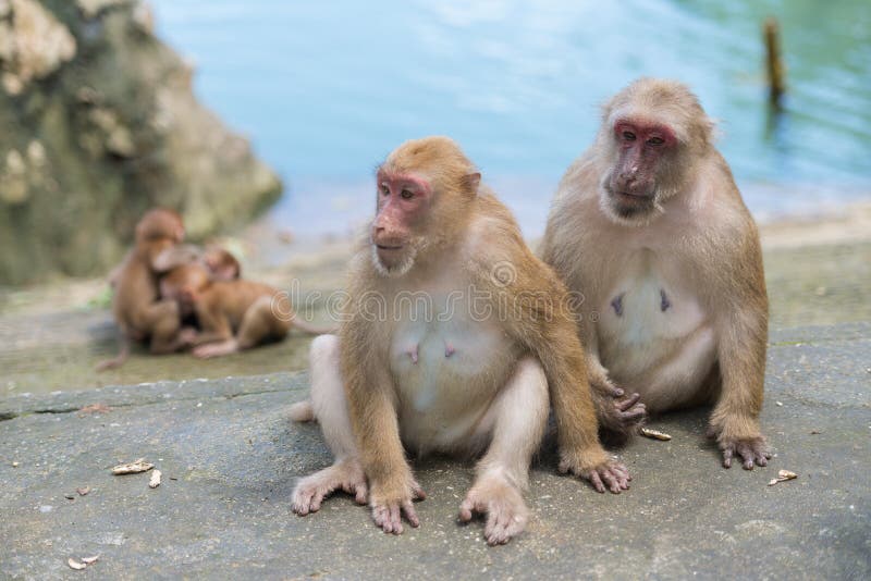 Monkey family stock photo. Image of cloud, monkeys, animal - 43809742