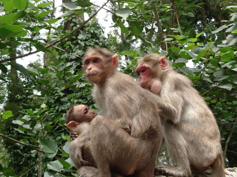 Monkey with family stock image. Image of monkeys, monkey - 153826887