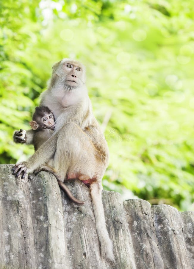 Monkey Family stock photo. Image of animal, caring, asia - 59640394