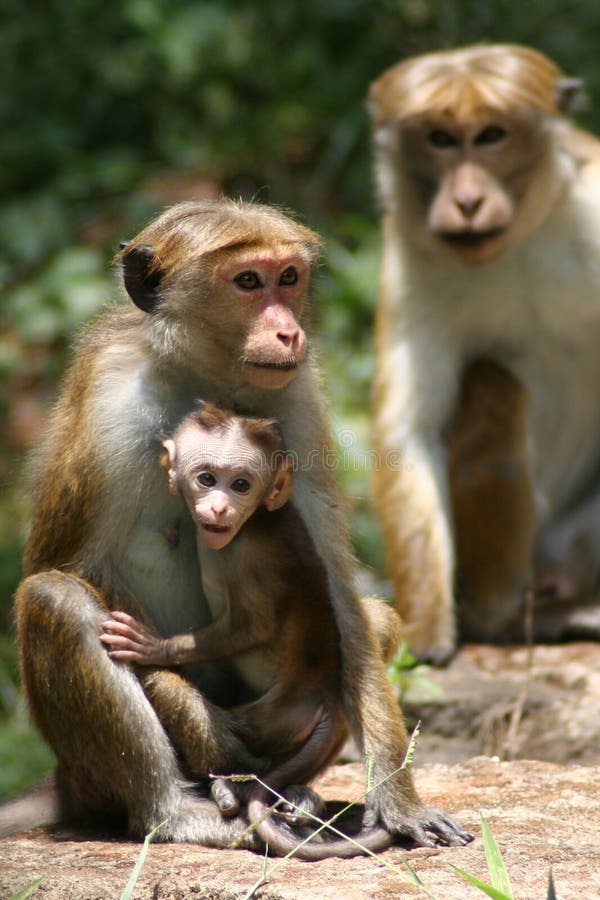 Monkey family stock photo. Image of monkey, hairy, gazing - 62211096