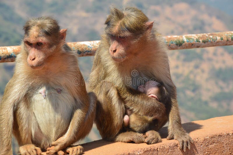 Monkey family stock image. Image of nature, monkey, indian - 51149727