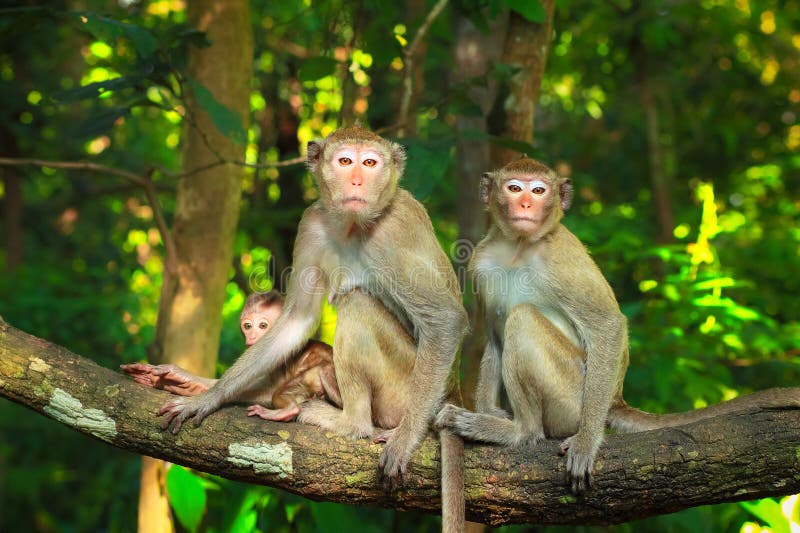 The Monkey Family stock image. Image of young, nature - 73787767