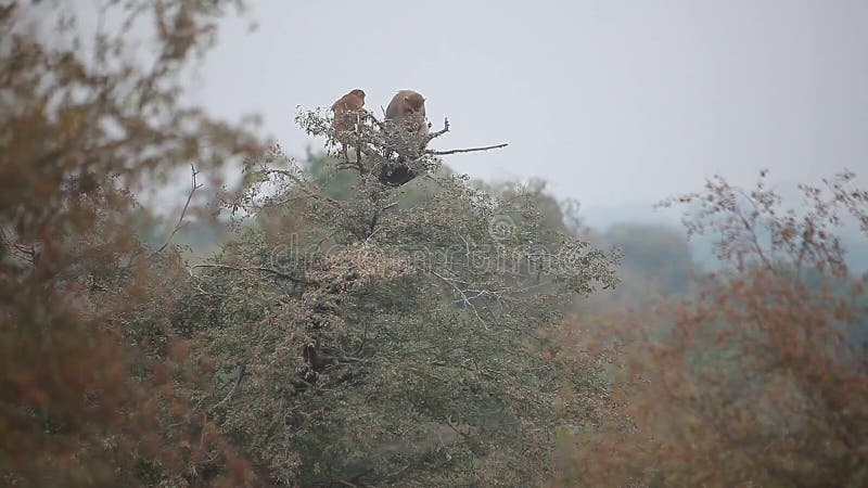 Monkey Family Mating on a Tree Stock Footage - Video of thailand, funny ...