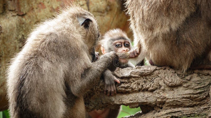 407 Baby Monkey Parents Stock Photos - Free & Royalty-Free Stock Photos ...