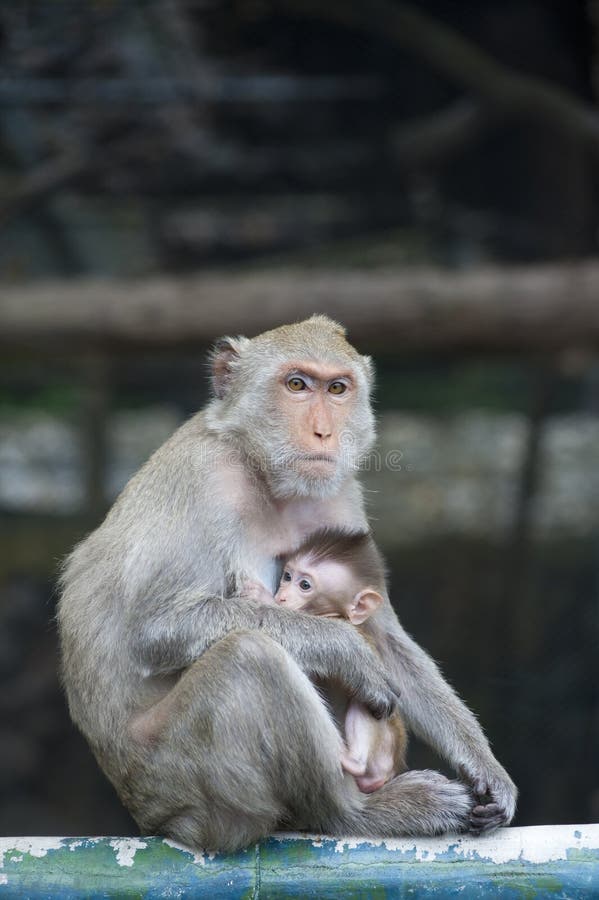 Monkey family stock photo. Image of little, female, forest - 47514624