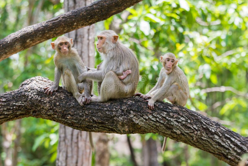 Monkey stock photo. Image of hair, love, african, funny - 41450110