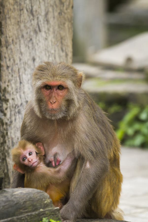 Baby Monkey with Mother stock image. Image of portrait - 20641803
