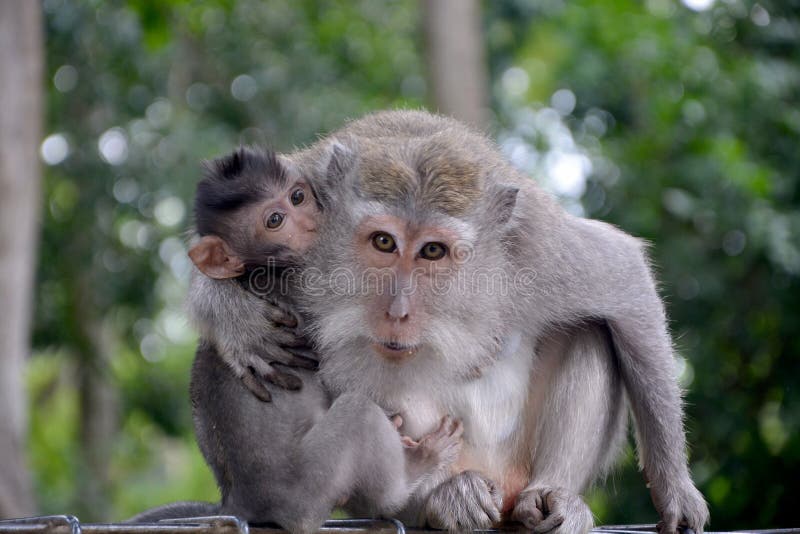 Monkey family stock photo. Image of facial, animal, close - 59294052