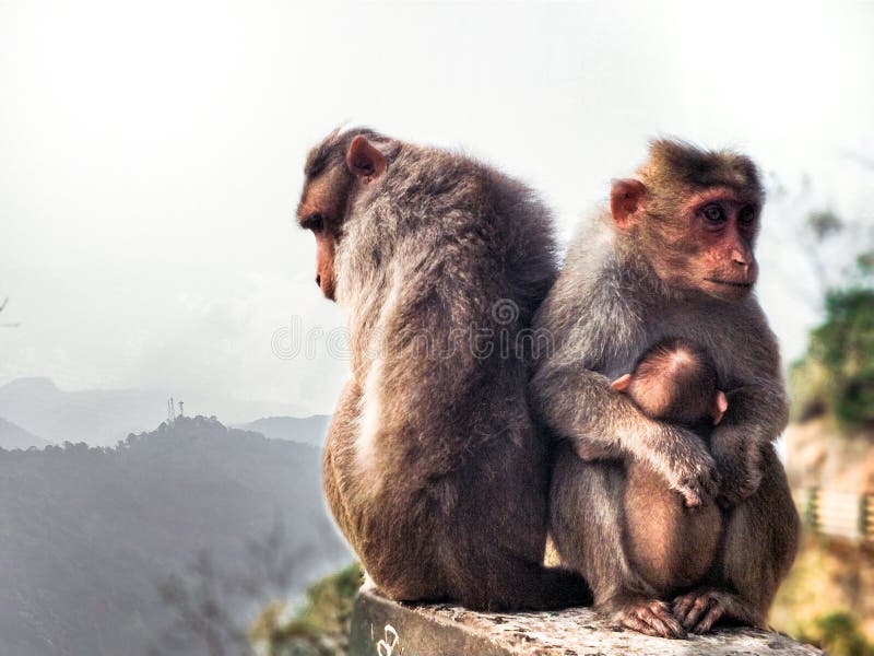 A Monkey Family, Parents Monkey and a Baby Monkey, Monkey Mom Cuddling ...