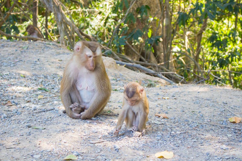 Monkey family stock image. Image of portrait, animal - 80323447