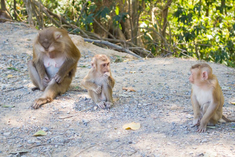 Monkey family stock photo. Image of fighting, animal - 80323486