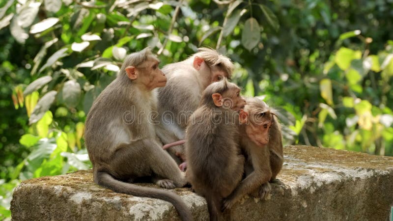 Monkey Family Resting and Social Grooming Activity Stock Video - Video ...