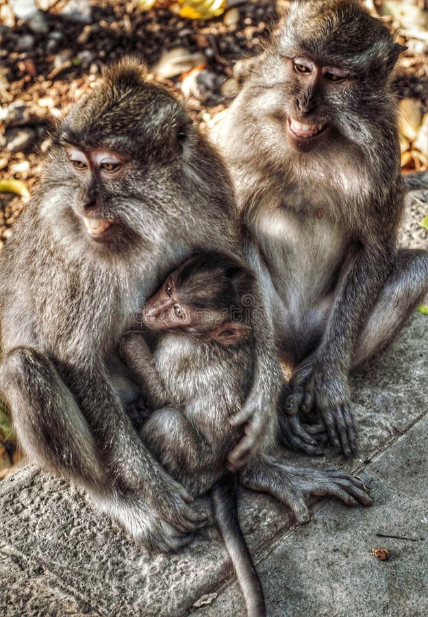Monkey Family Showing Teeth with Baby Stock Photo - Image of tourism ...