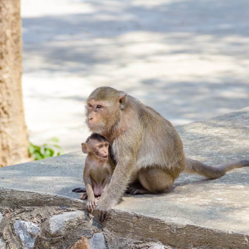 Monkey family stock photo. Image of furry, groom, jungle - 55847104