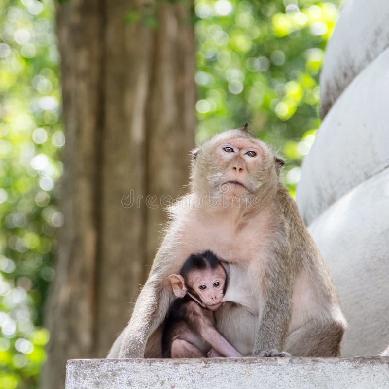 Monkey family stock photo. Image of mammal, mother, family - 55847406