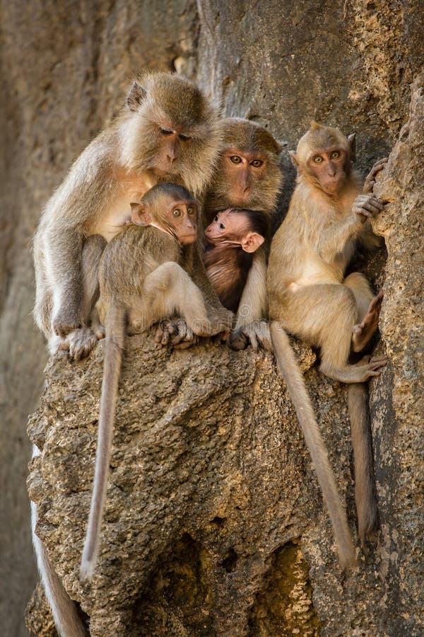 Monkey family stock photo. Image of monkey, asian, animal - 38763352