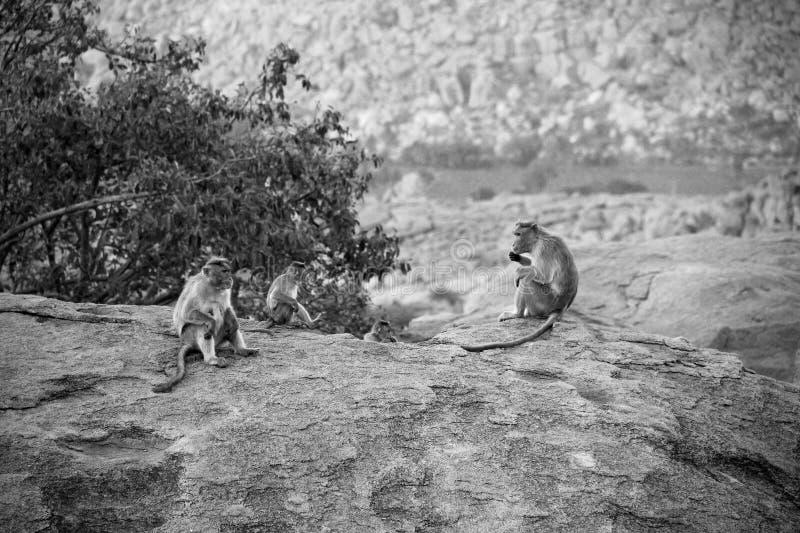 Monkey Family Sitting on the Rock in Black and White Stock Photo ...