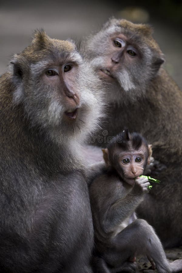 A monkey family stock image. Image of long, face, little - 91218077