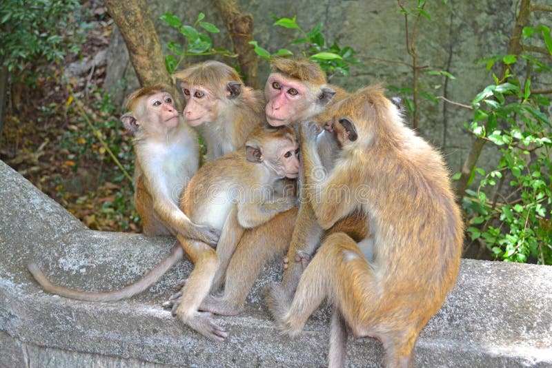 Monkey Family Sri Lanka stock photo. Image of gang, coastal - 84849658