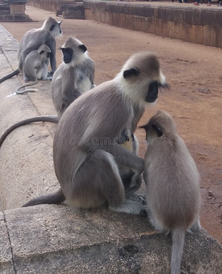 Monkey family in srilanka stock photo. Image of love - 267419538