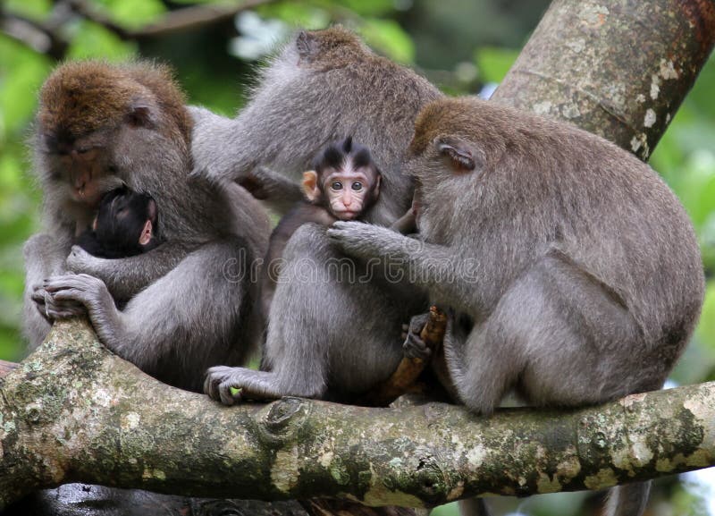 Monkey Family with Several Adults and Two Babiesabies in the Middle in ...