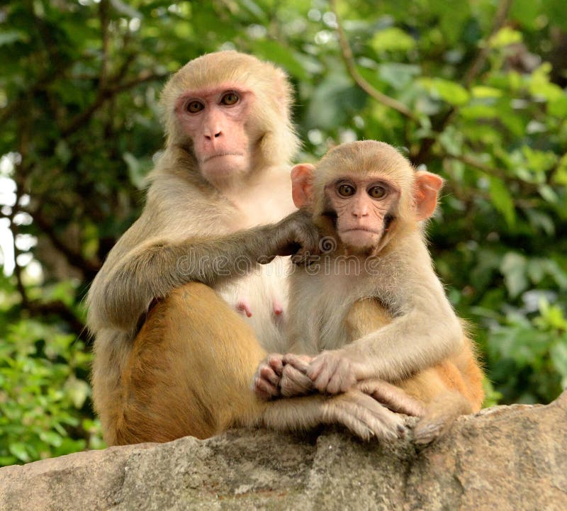 Monkey Family at Monkey Temple Stock Image - Image of mammals, wildlife ...