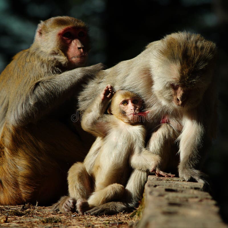 Monkey family stock image. Image of mammal, asia, baby - 45395841