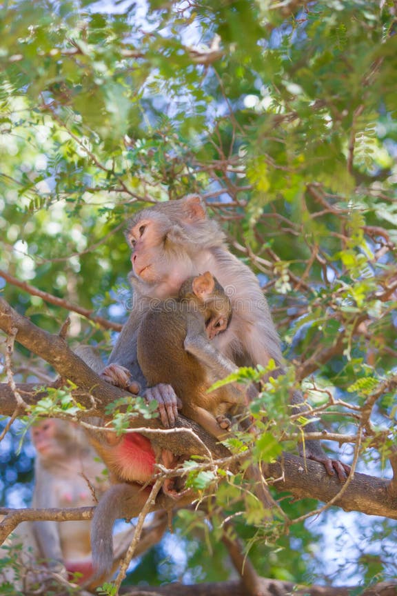 Monkey family stock image. Image of macaca, funny, clean - 50141991