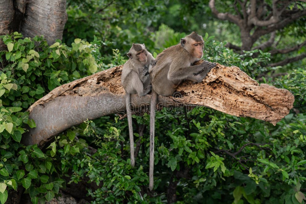 Monkey Family on the Tree in the Forest Stock Photo - Image of face ...